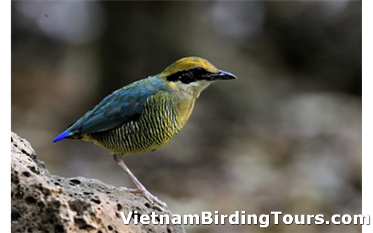 Vietnam Birding Tour Ho Chi Minh, Vietnam Birdwatching Tours